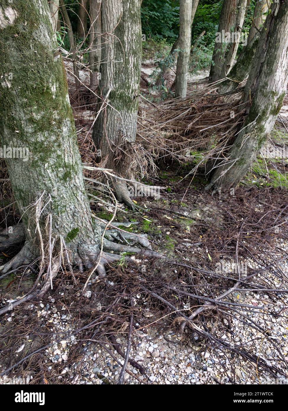 The Roots Of A Tree The Roots Of A Tree Credit: Imago/Alamy Live News ...