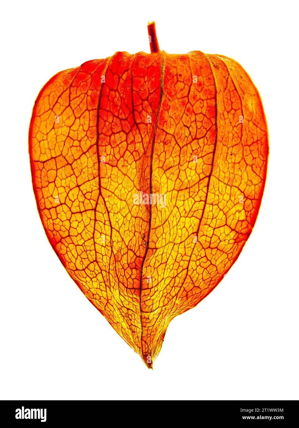 Lampion flower Cut Out Stock Images & Pictures - Alamy