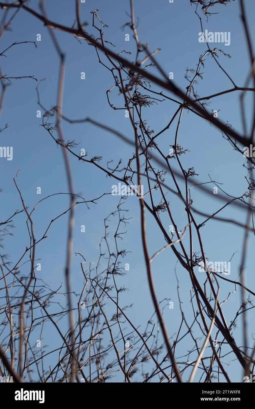 Vine branches without leaves against hi-res stock photography and ...