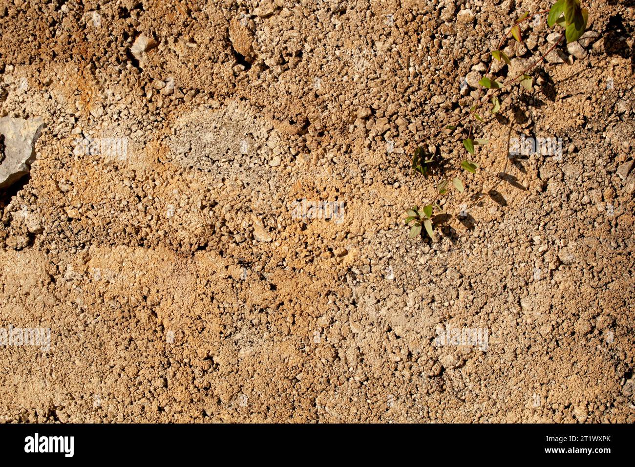 Texture sandy brown background with small stones and green plant ...