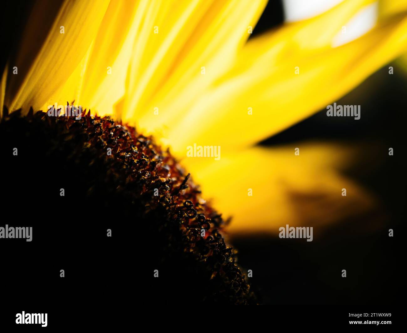 Intricate complexity of plant anatomy hi-res stock photography and ...