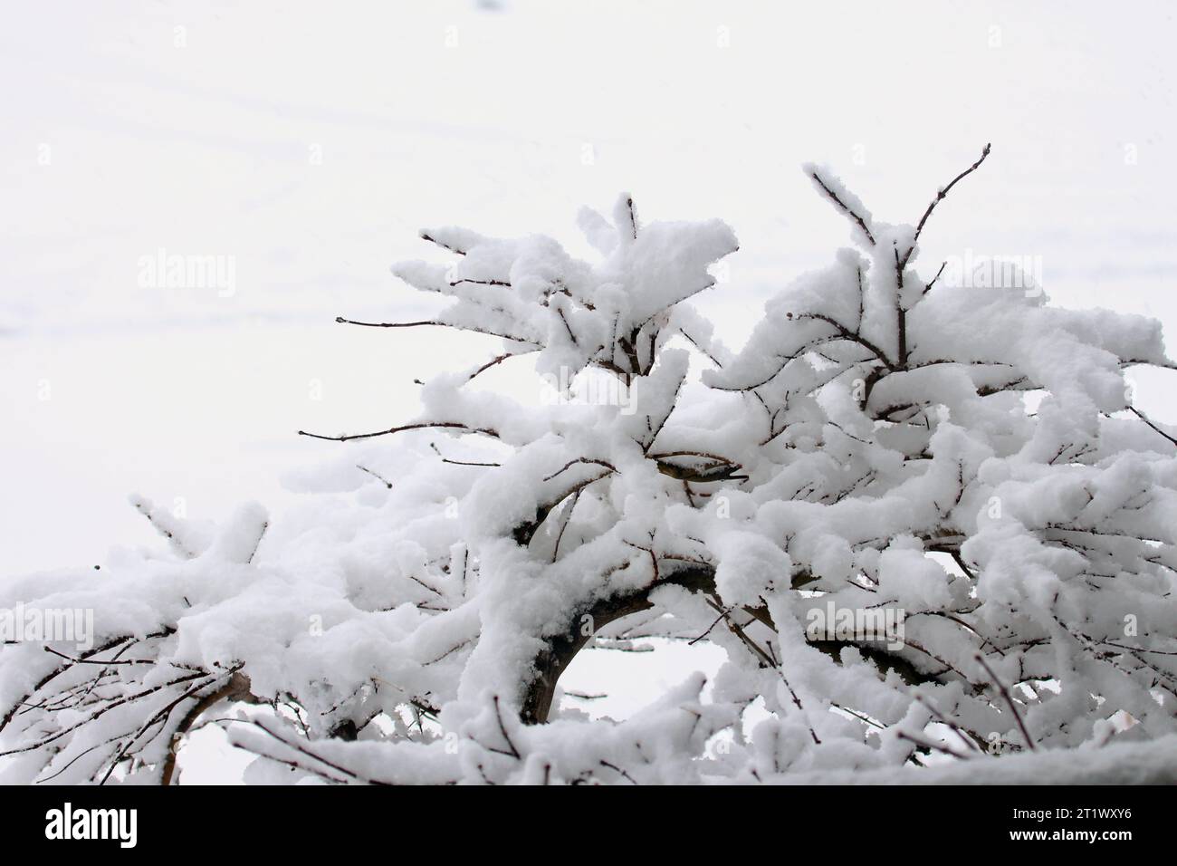An inch of fluffy, white snow on the branches of a small Japanese Maple ...