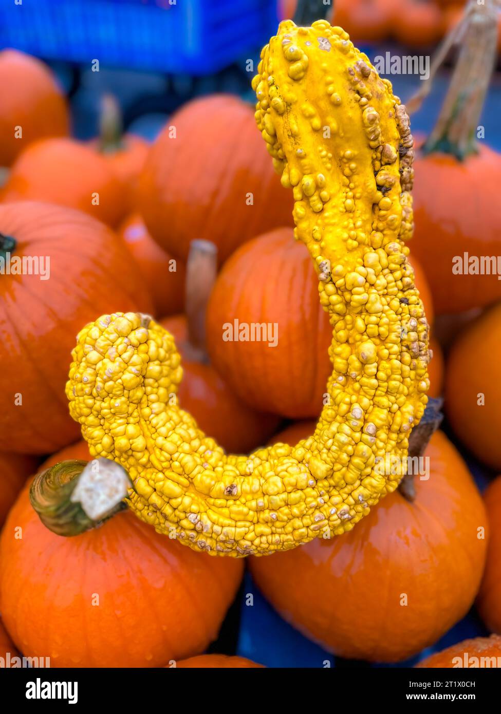 Unusual letter j initial gourd, over a group of orange pumpkins Autumn ...