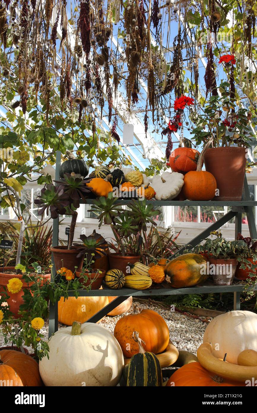 Halloween pumpkin and squash displays in the Clumber House conservatory ...
