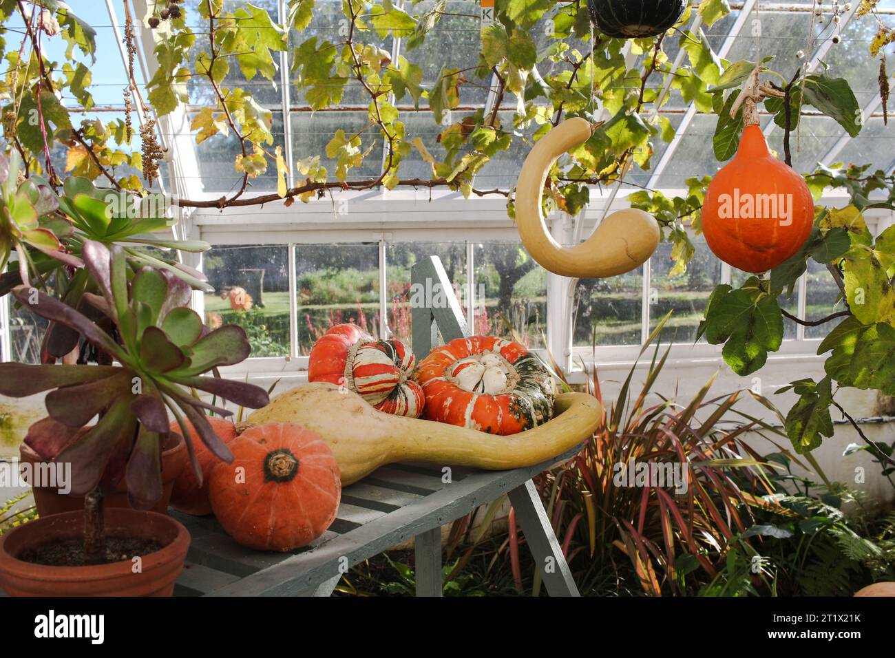 Halloween pumpkin and squash displays in the Clumber House conservatory ...
