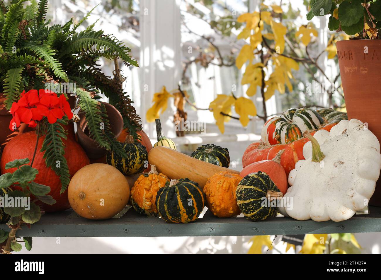 Halloween pumpkin and squash displays in the Clumber House conservatory ...