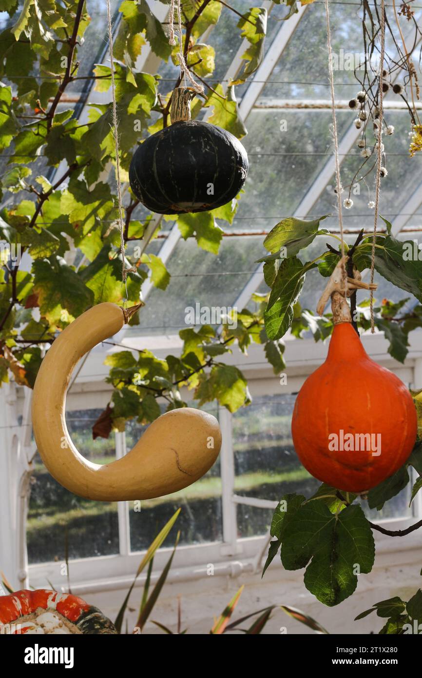 Halloween pumpkin and squash displays in the Clumber House conservatory ...
