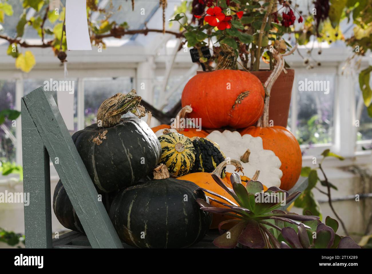 Halloween pumpkin and squash displays in the Clumber House conservatory ...