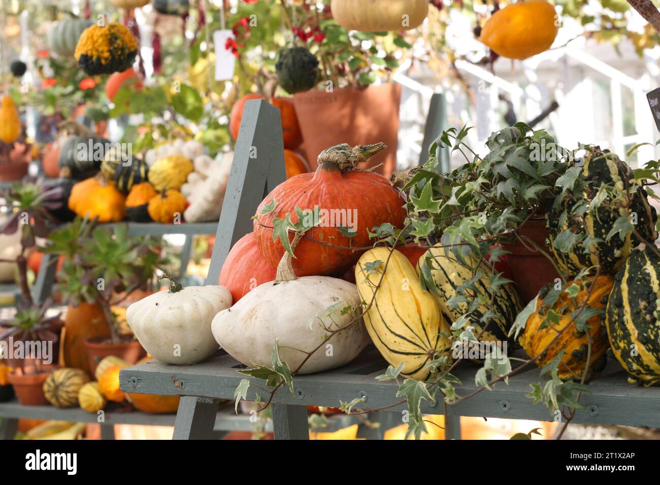 Halloween pumpkin and squash displays in the Clumber House conservatory ...
