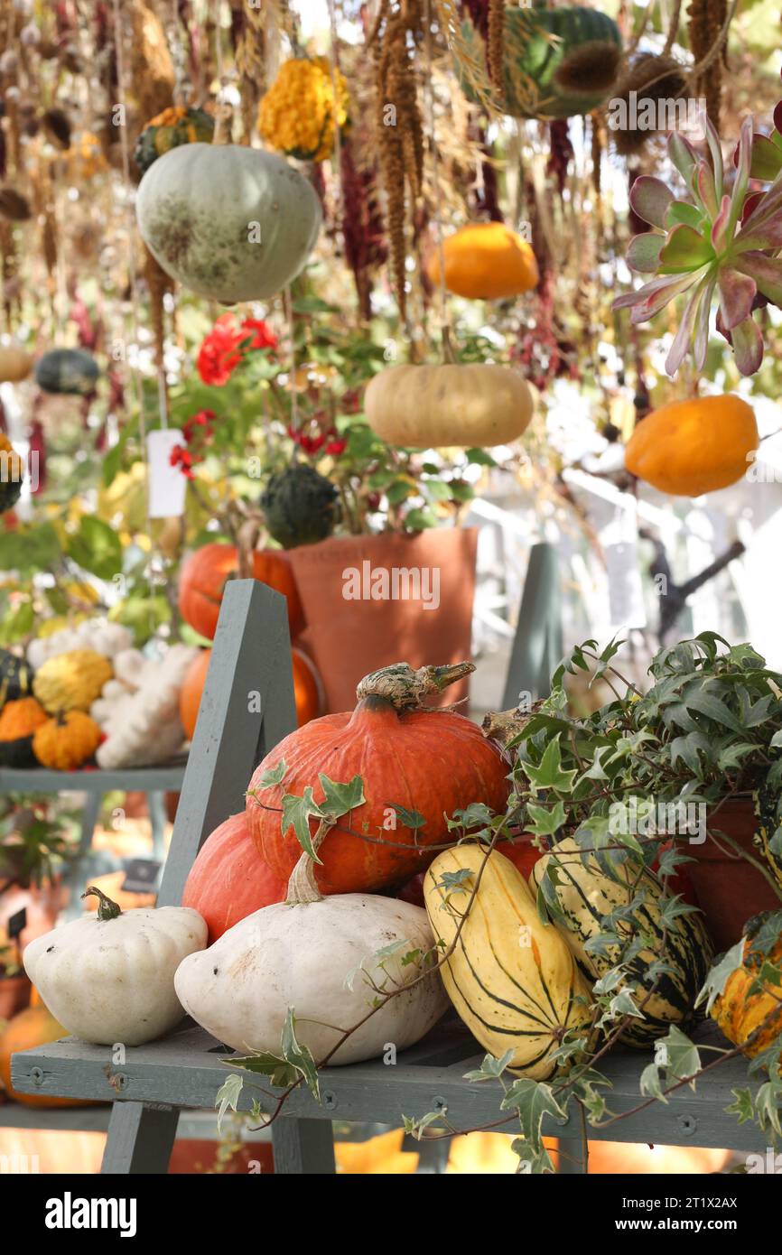 Halloween pumpkin and squash displays in the Clumber House conservatory ...