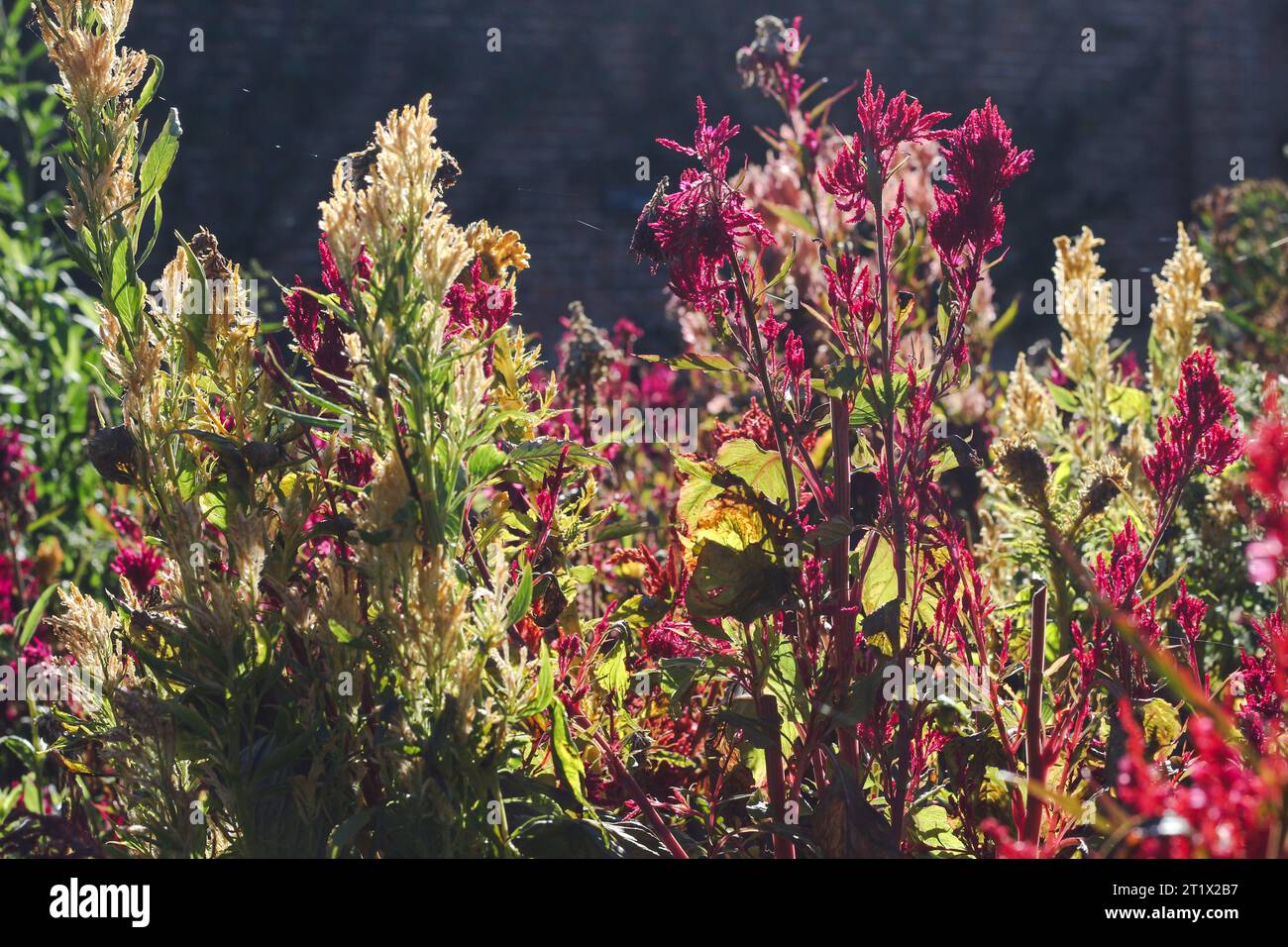 Decorative plants in the walled kitchen garden, Clumber Park ...