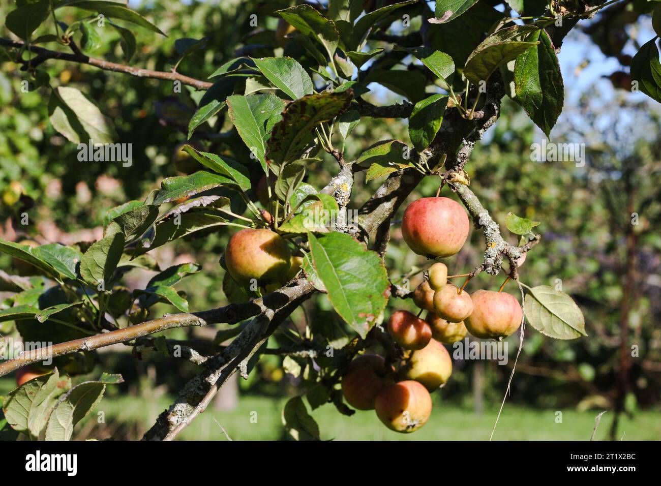 A close up of an apple tree branch with apples photographed in Clumber ...