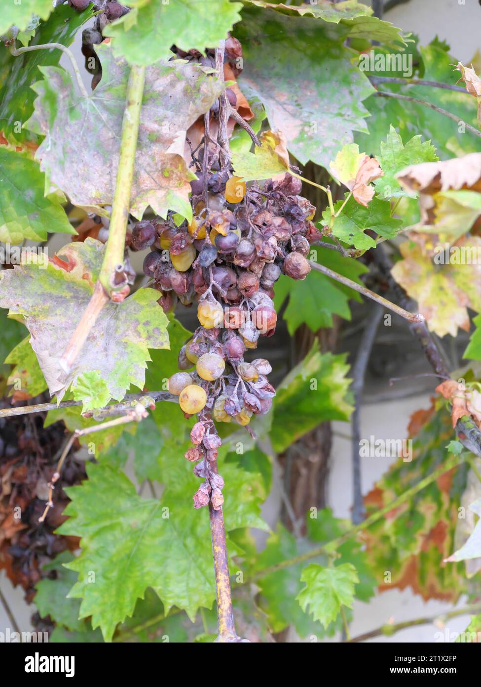 Spoiled grapes hi-res stock photography and images - Alamy