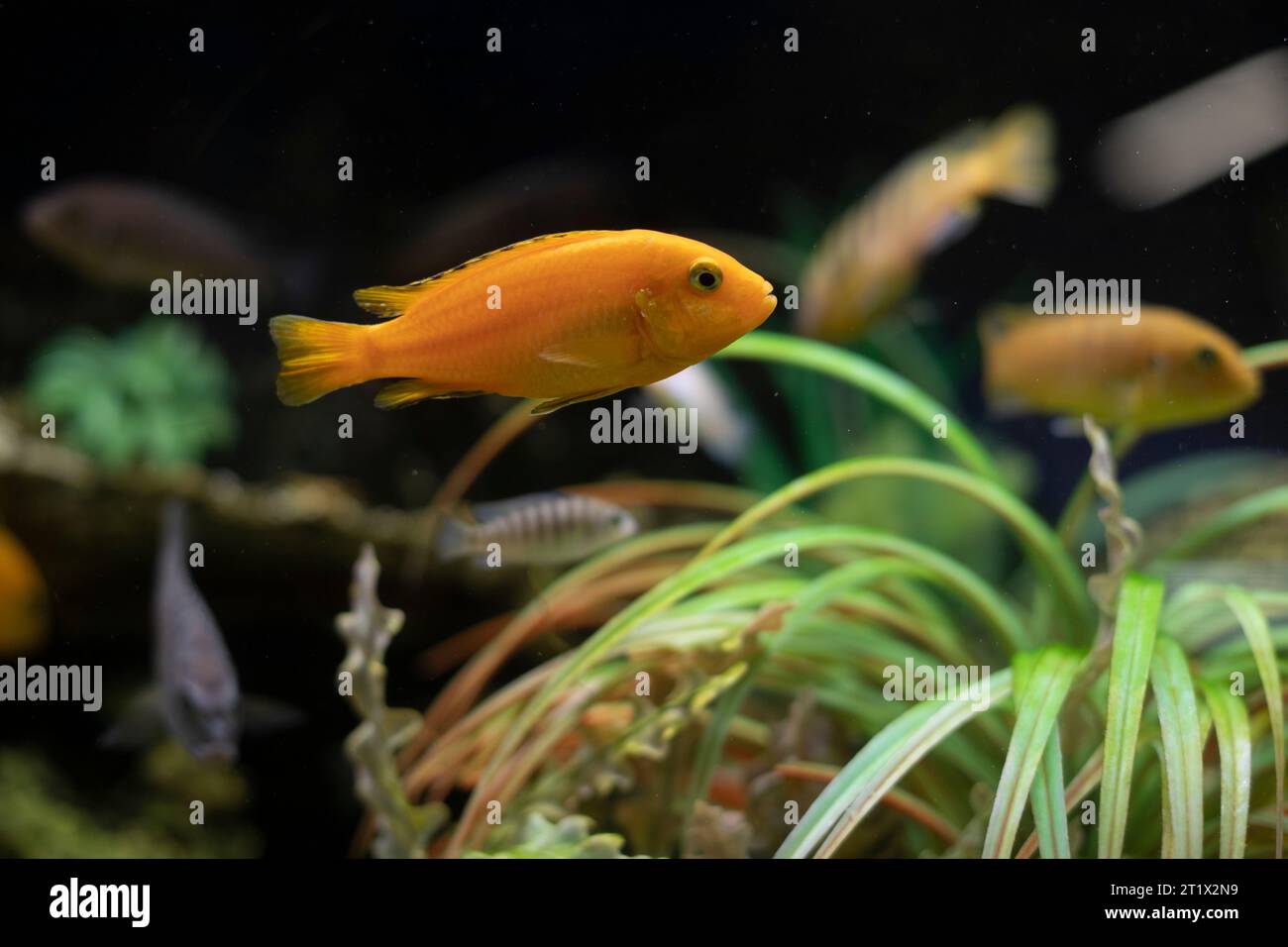 Fish swim in water. Aquarium at home. Goldfish at bottom. Details of ...