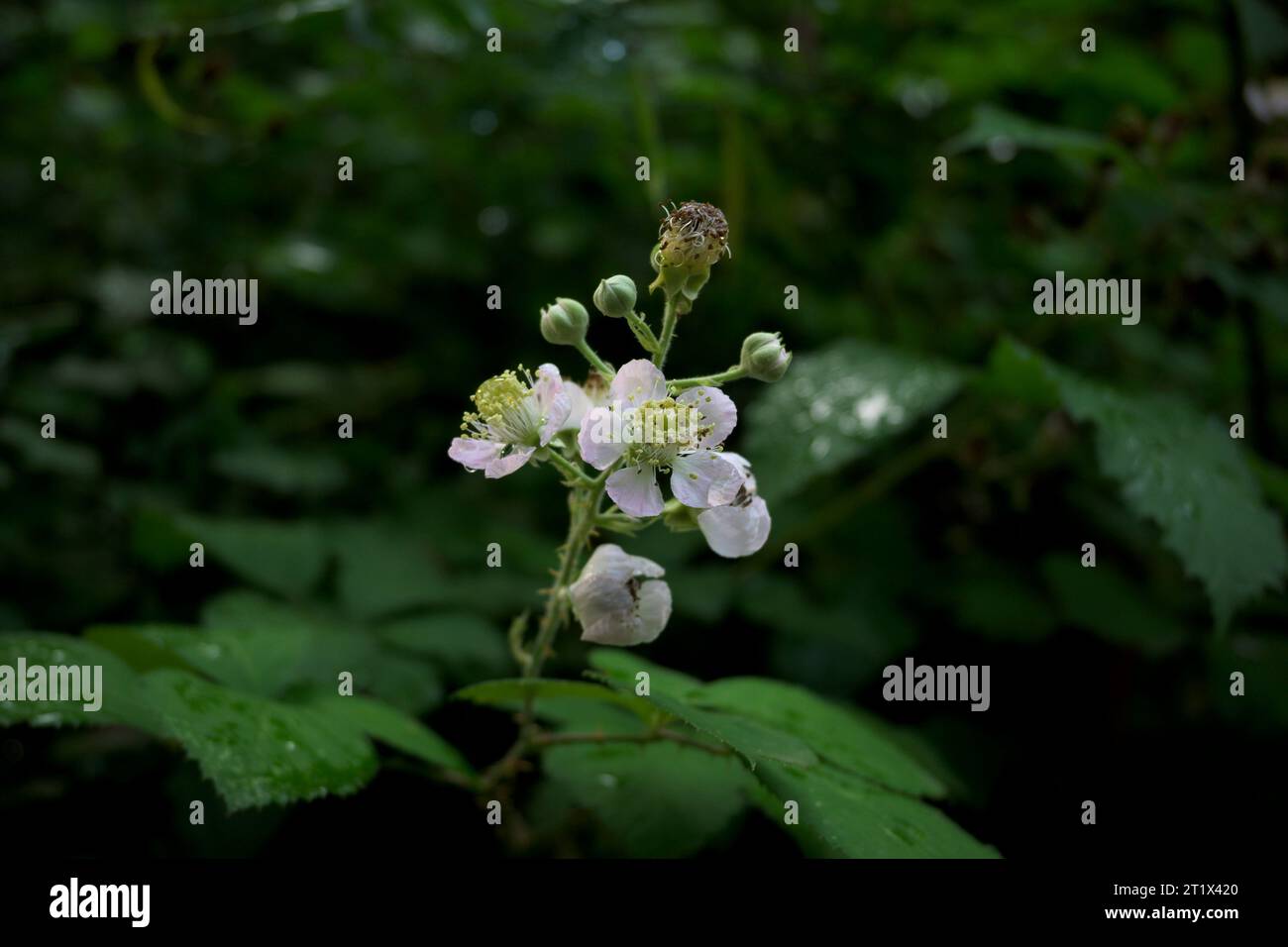 White bramble flower Rubus ulmifolius with rain with dark background ...