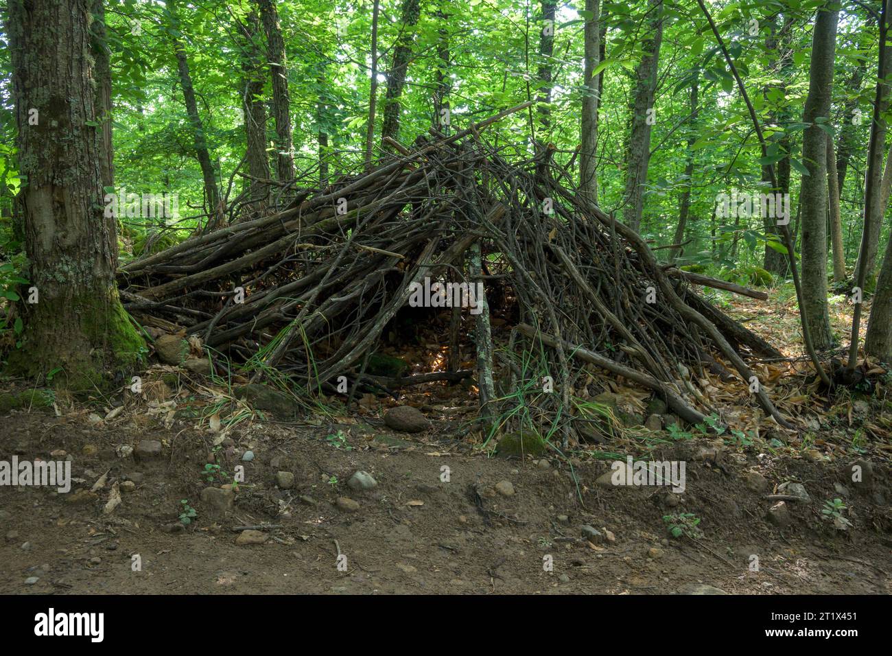 Wooden branch hut for children in the middle of the green forest as a ...