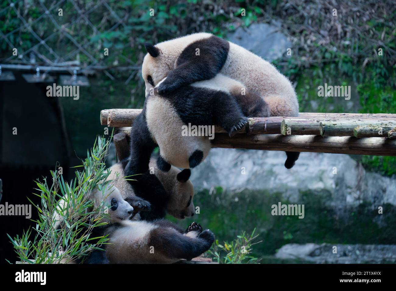 CHONGQING, CHINA - OCTOBER 15, 2023 - Giant pandas play at Chongqing ...