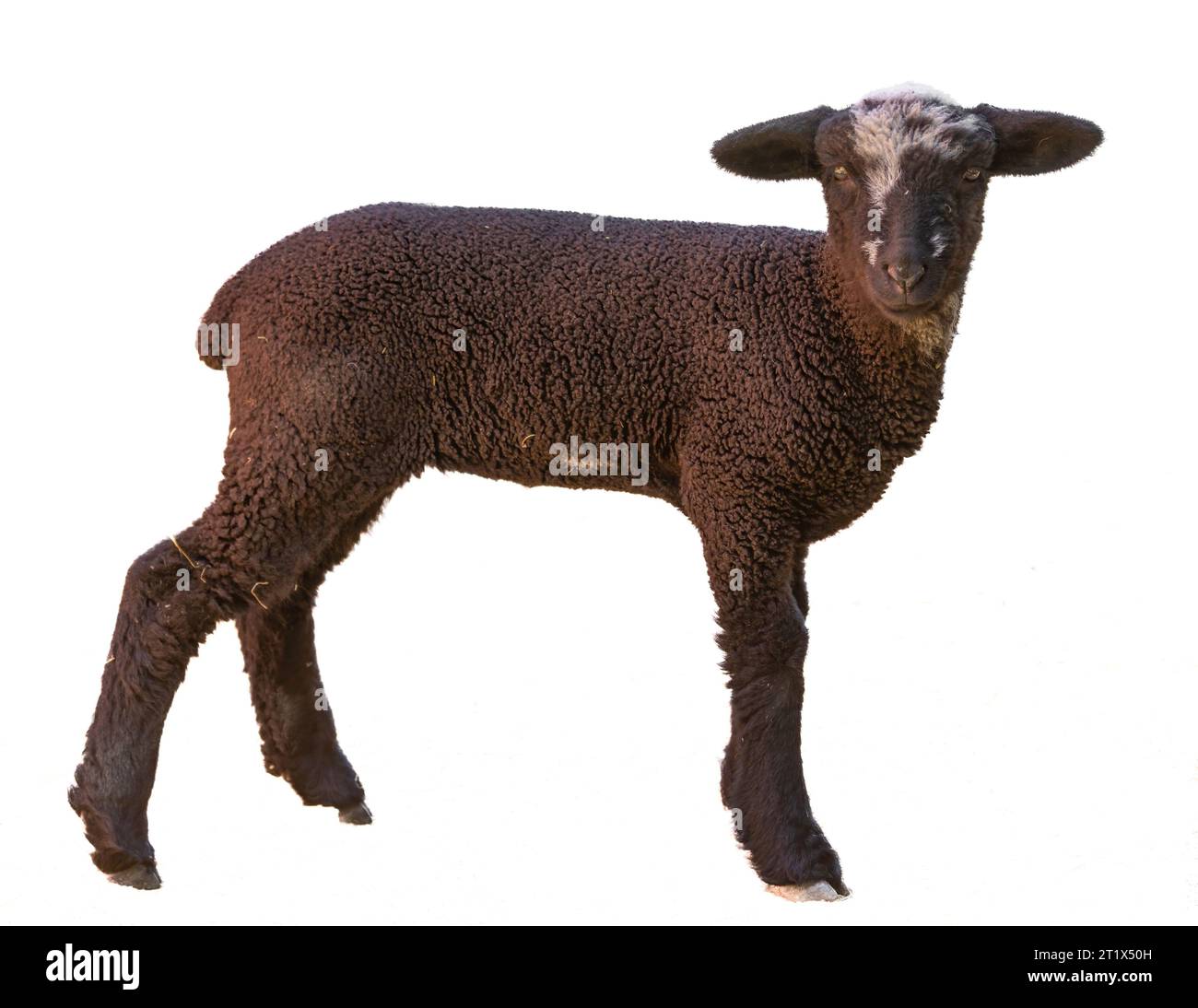 Cute young calf standing Cut Out Stock Images & Pictures - Alamy