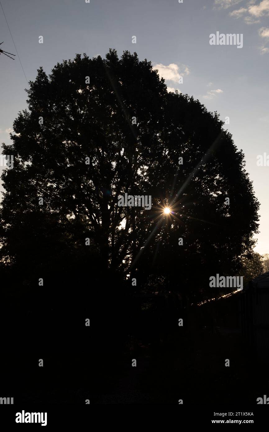 Silhouette of an oak tree. The light of the sun through the tree. Big ...