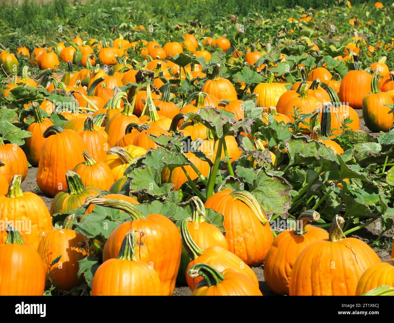 Large pumpkins annual pumpkin hi-res stock photography and images - Alamy
