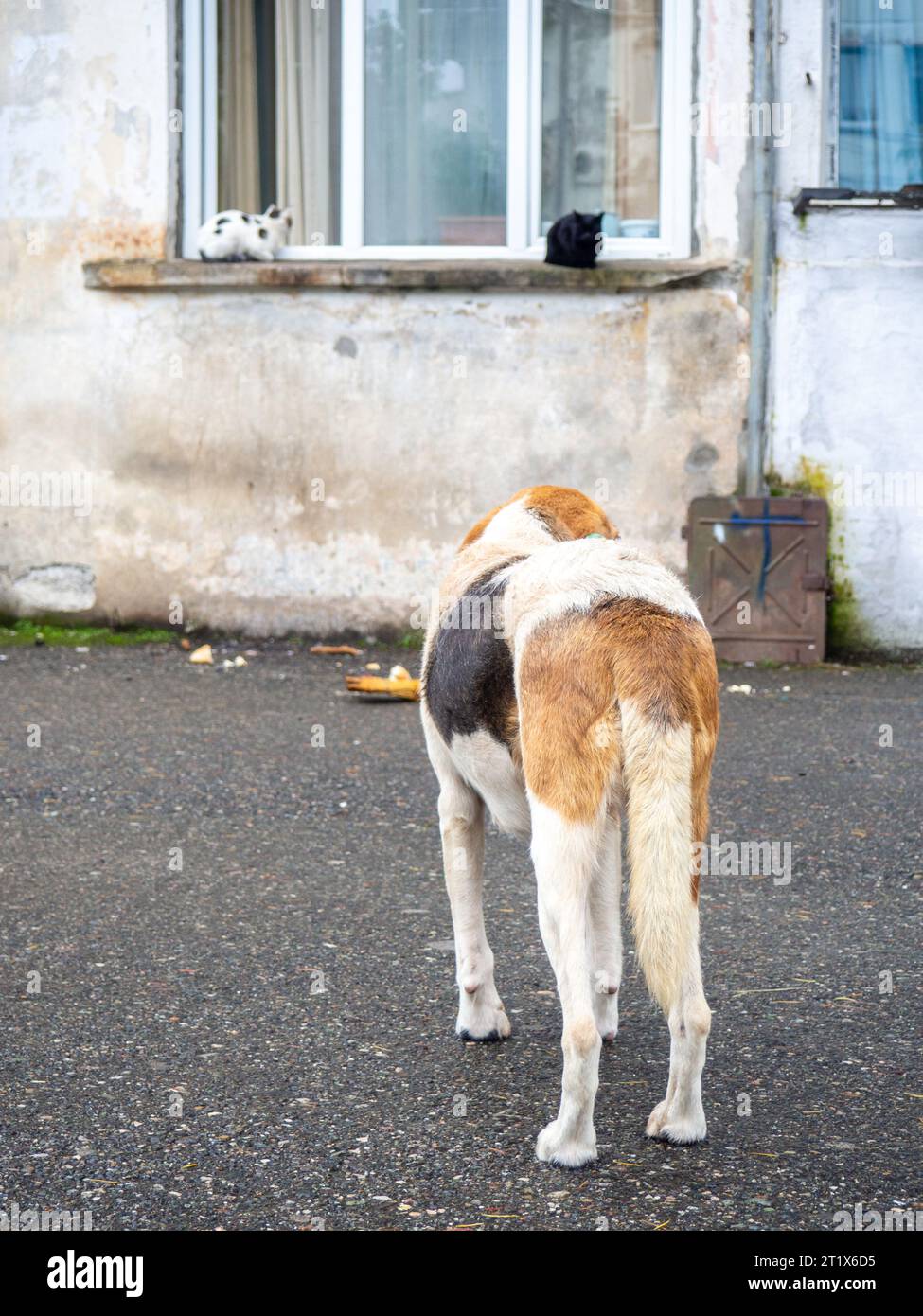 Dog and cats on the window. The dog looks at the cats. Dog's backside ...