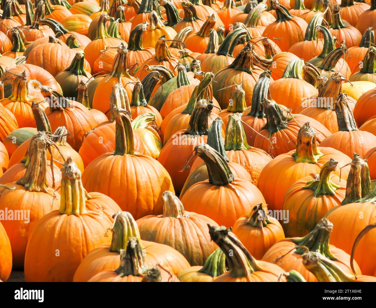 Large pumpkins annual pumpkin hi-res stock photography and images - Alamy