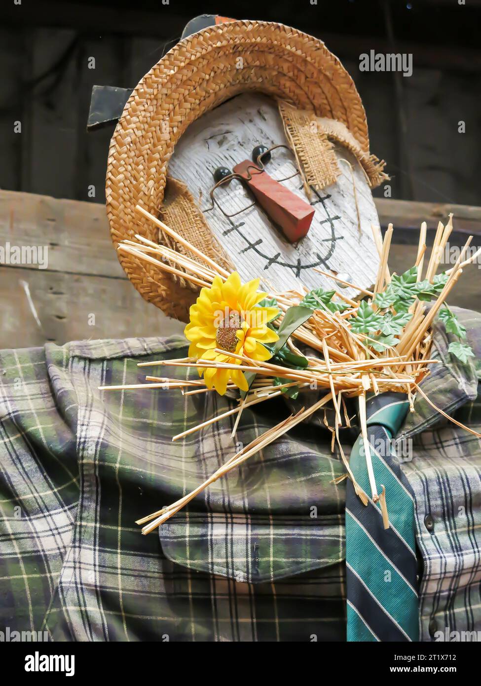 Scarecrow in pumpkin patch hi-res stock photography and images - Alamy