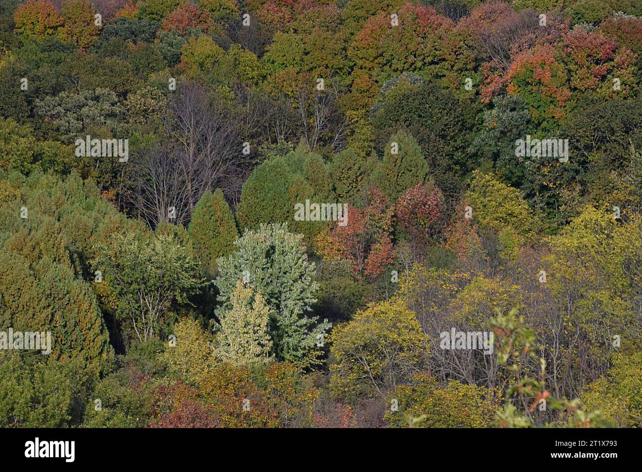 Forest trails fall colors hi-res stock photography and images - Alamy