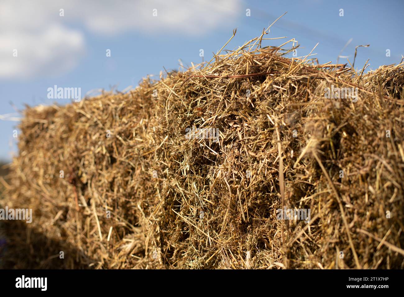 Hay in village. Hay on farm. Dry grass. Livestock feed. Village Details ...