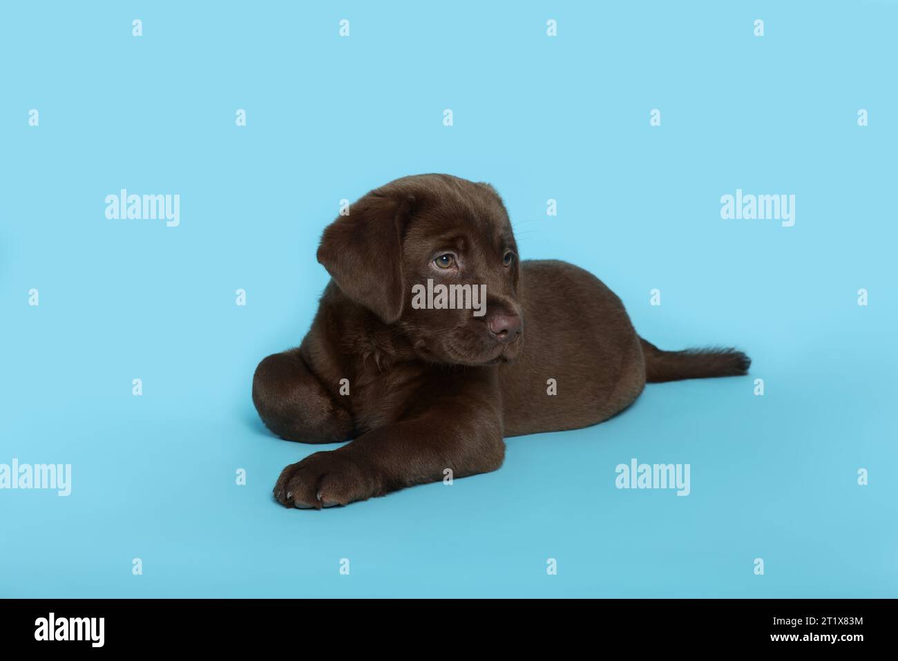 Cute chocolate Labrador Retriever puppy on light blue background Stock ...