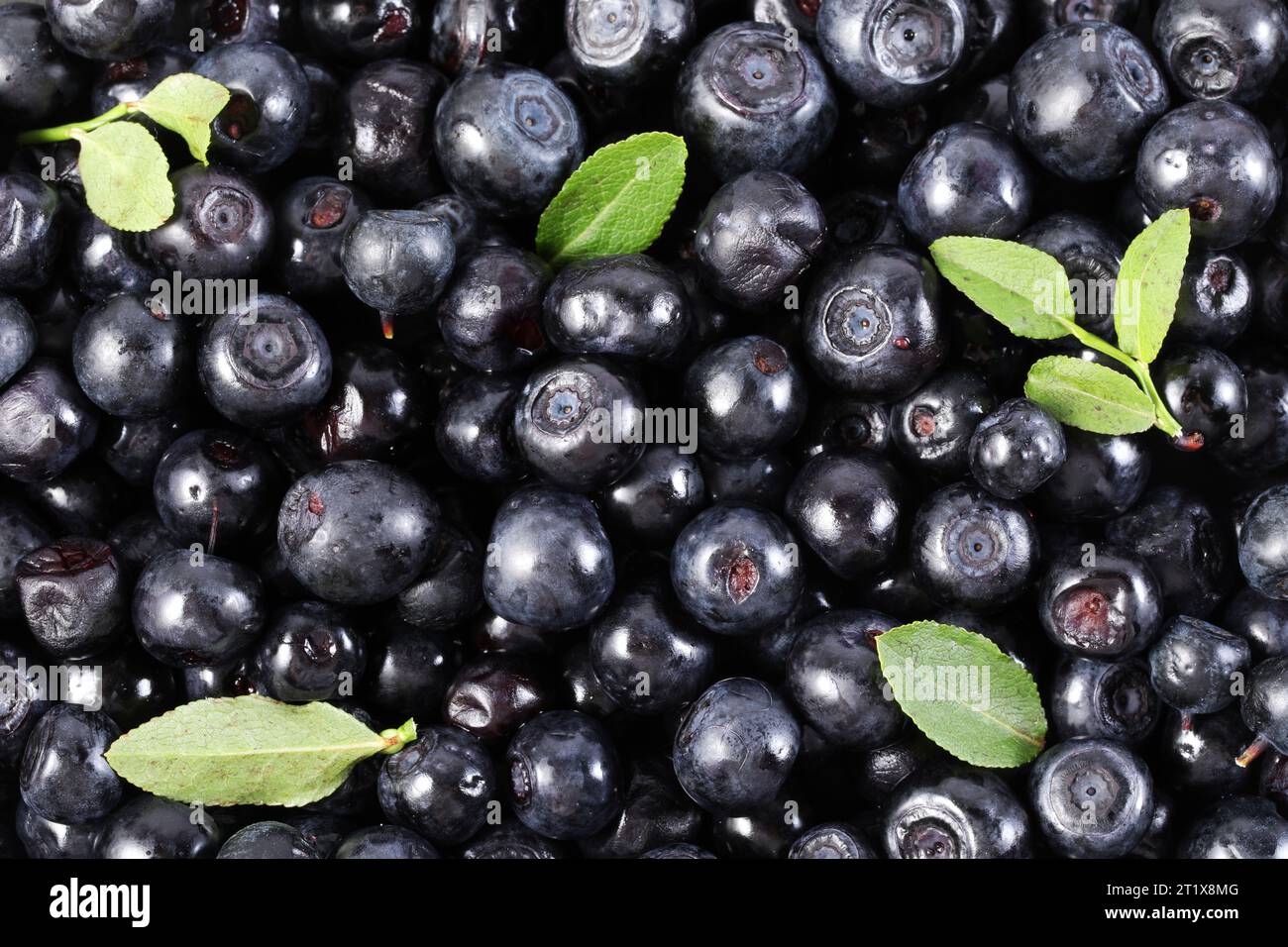 Fresh bilberries and green leaves as background, top view Stock Photo - Alamy