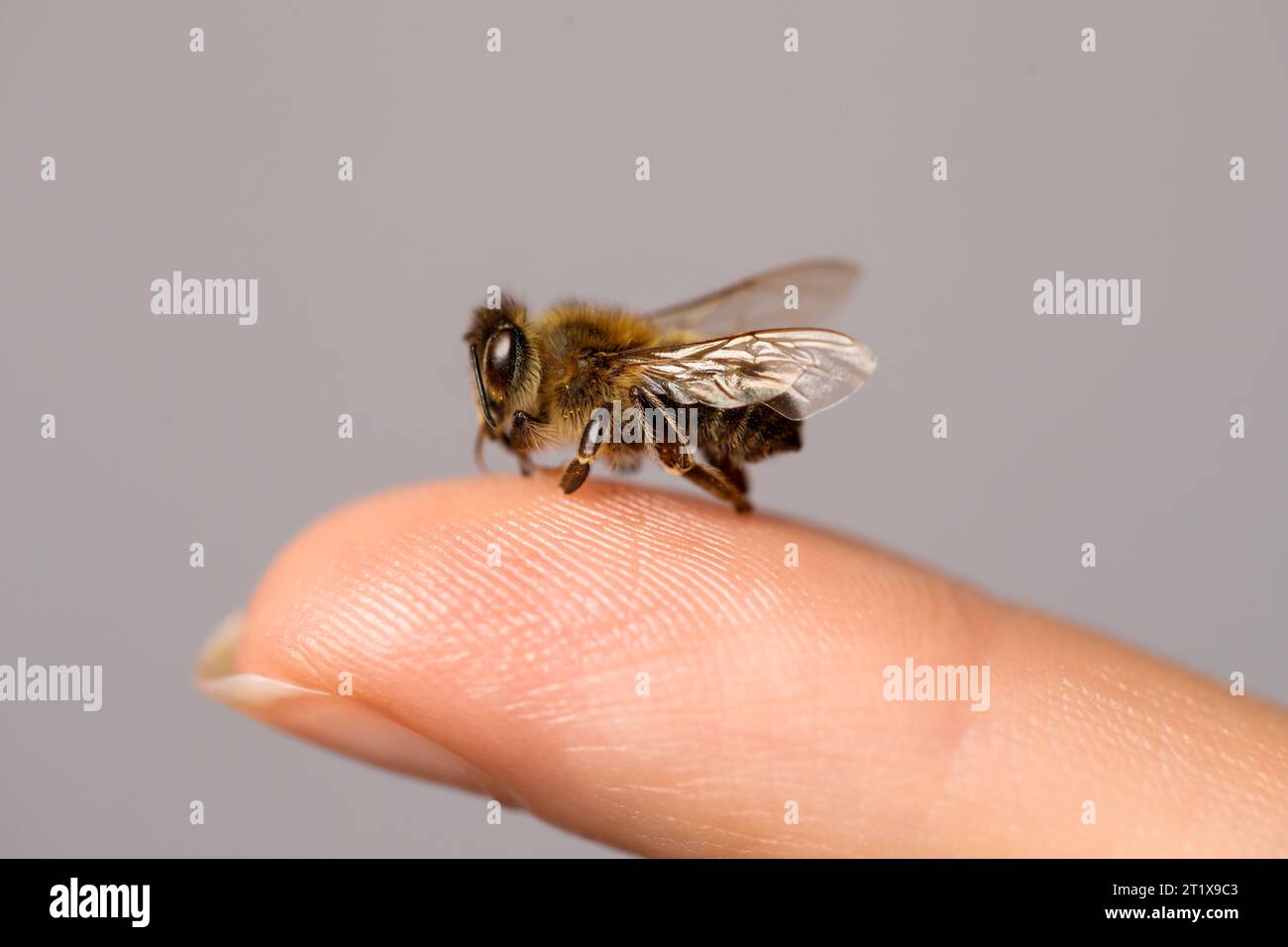 Bee going to sting woman on grey background, closeup Stock Photo - Alamy
