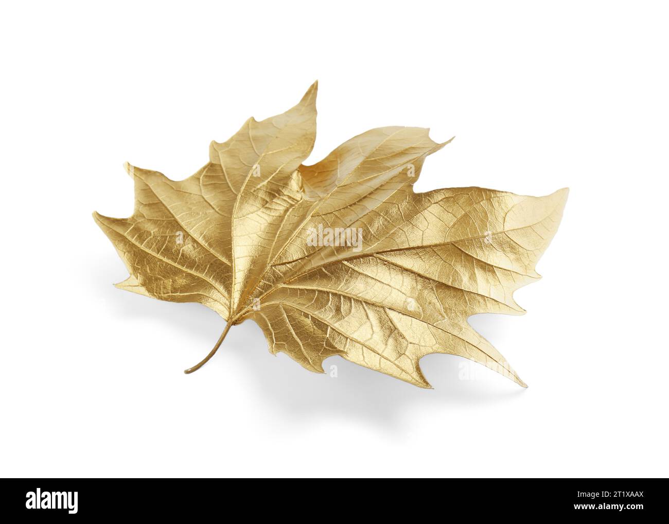 One golden maple leaf isolated on white. Autumn season Stock Photo - Alamy