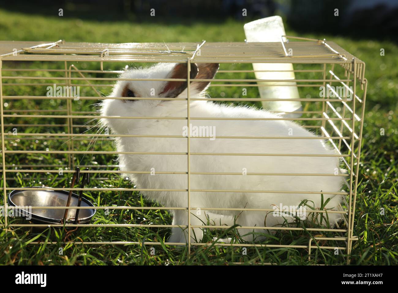 Cute fluffy rabbit in cage on sunny day. Farm animal Stock Photo - Alamy