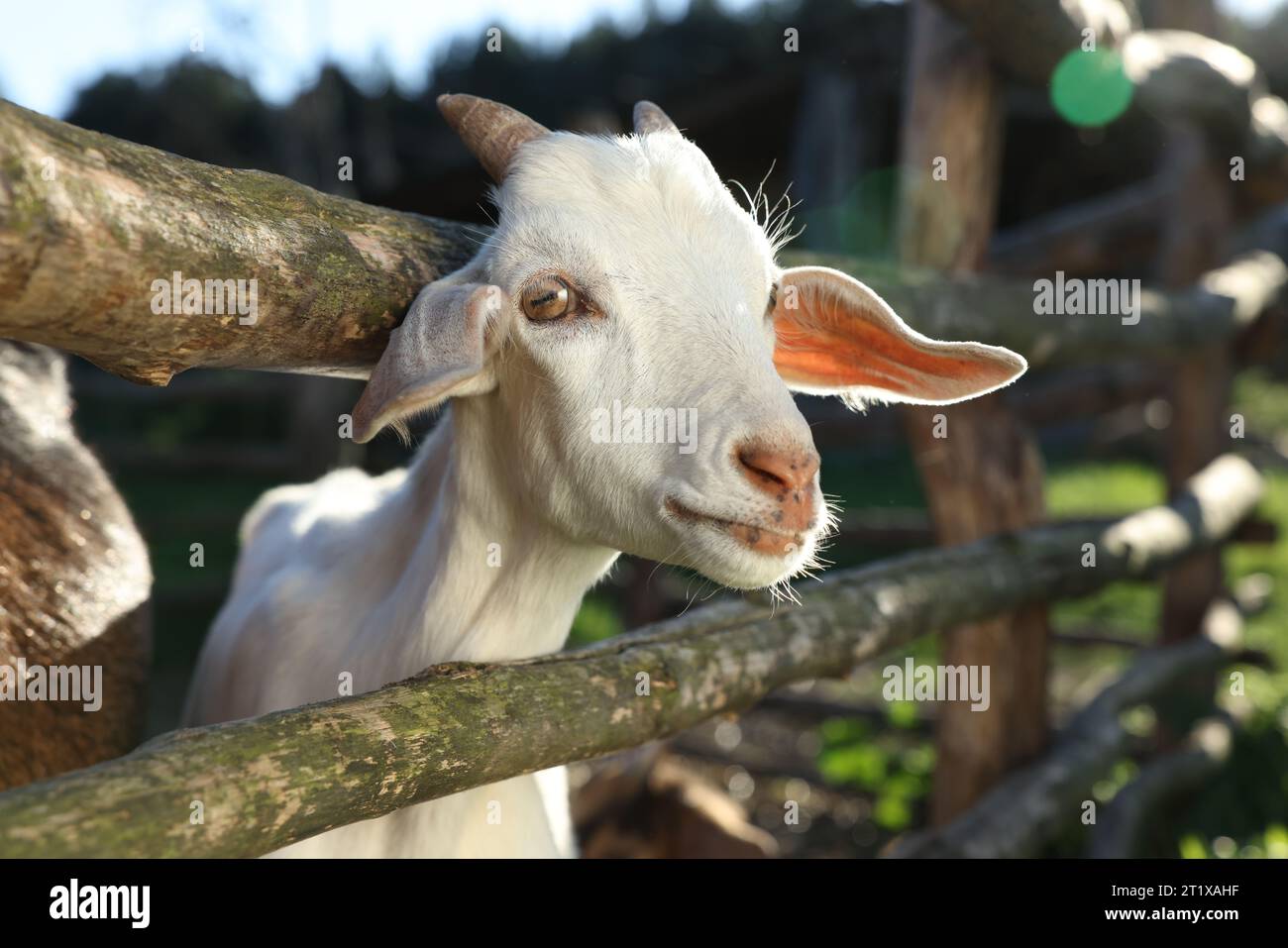 Cute goat inside of paddock at farm Stock Photo - Alamy
