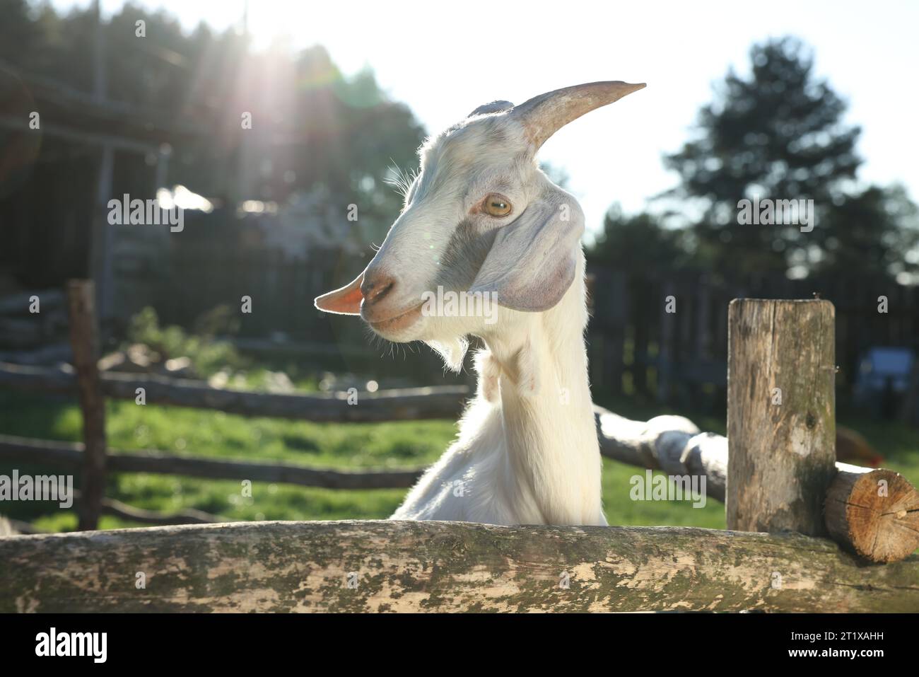 Cute goat inside of paddock at farm Stock Photo - Alamy