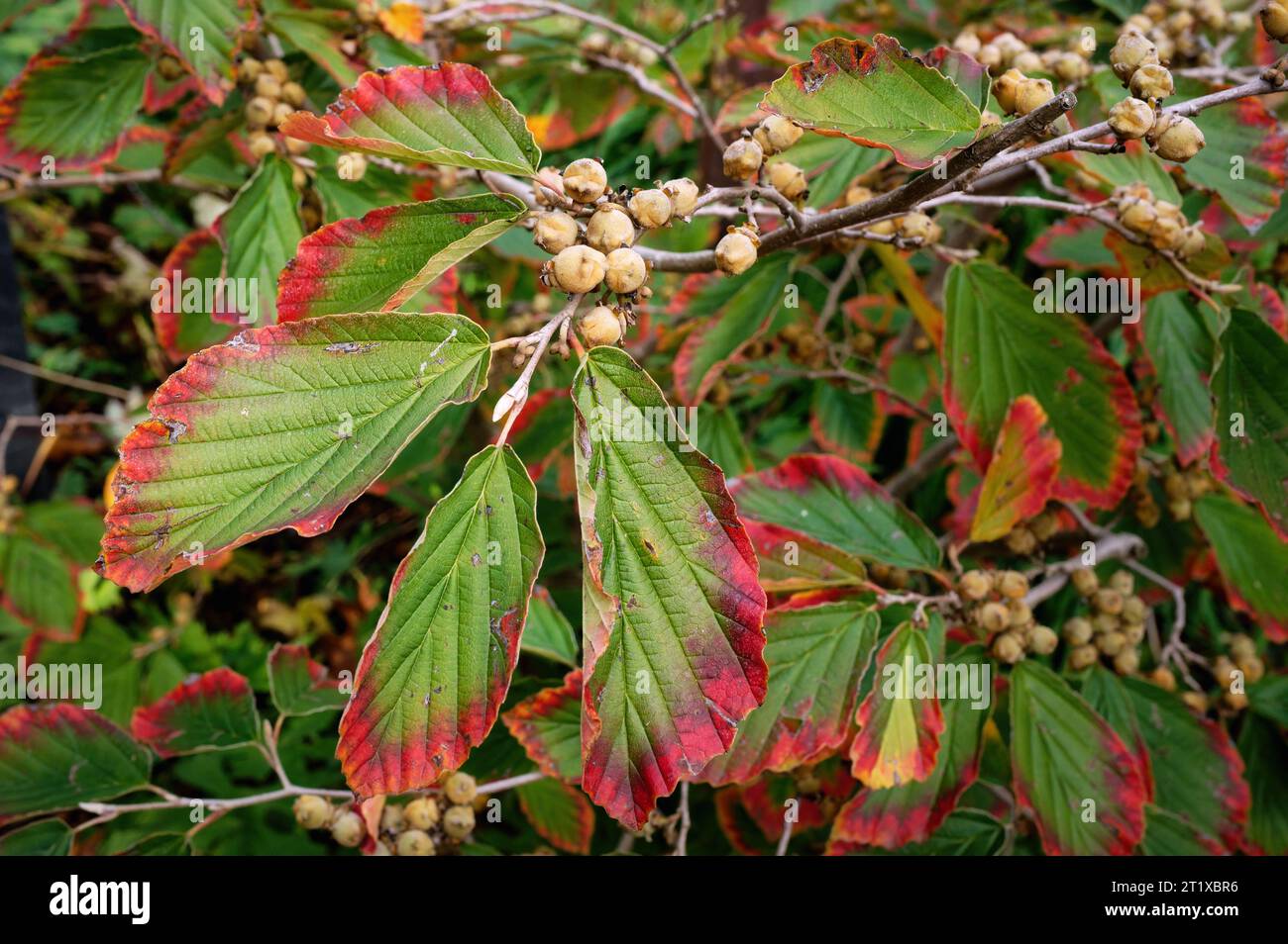 Hamamelis beginning autumn color of the leaves of a witch hazel and its ...
