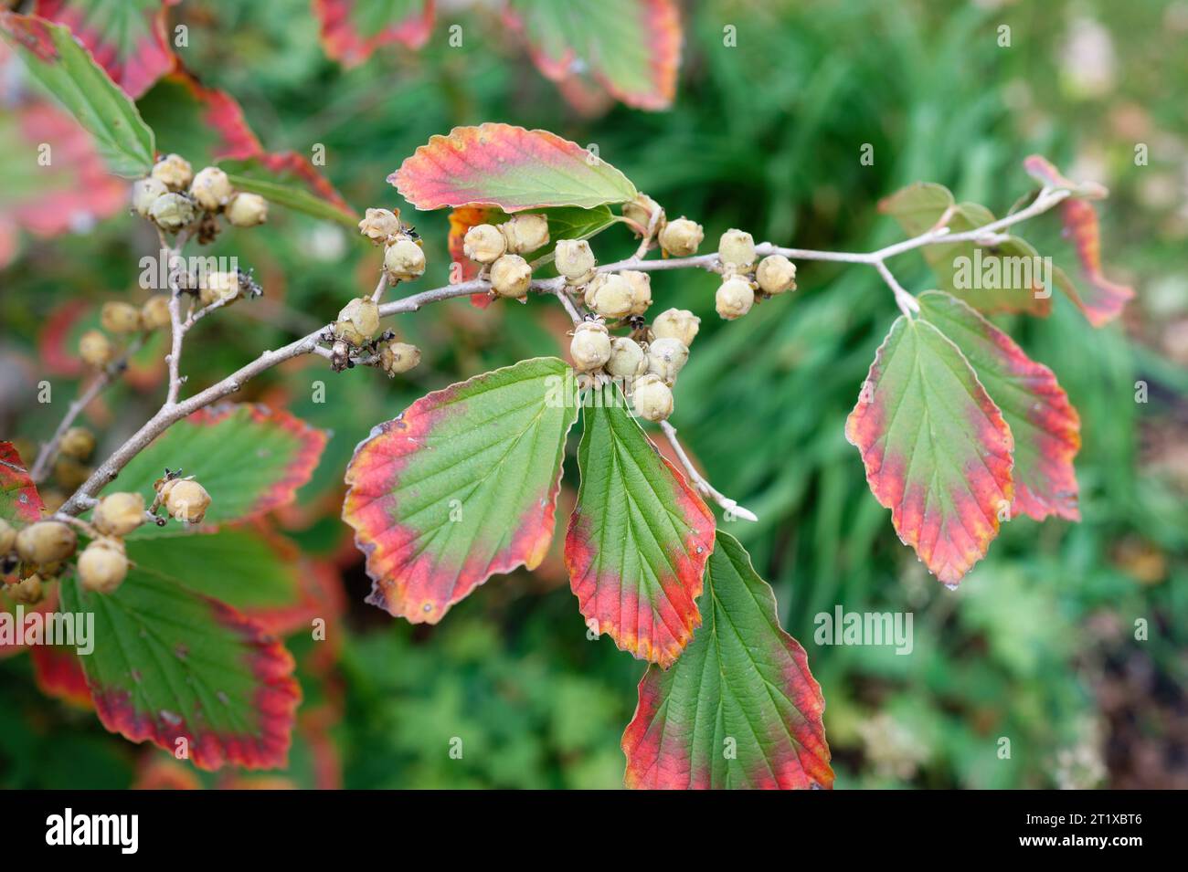 Hamamelis beginning autumn color of the leaves of a witch hazel and its ...