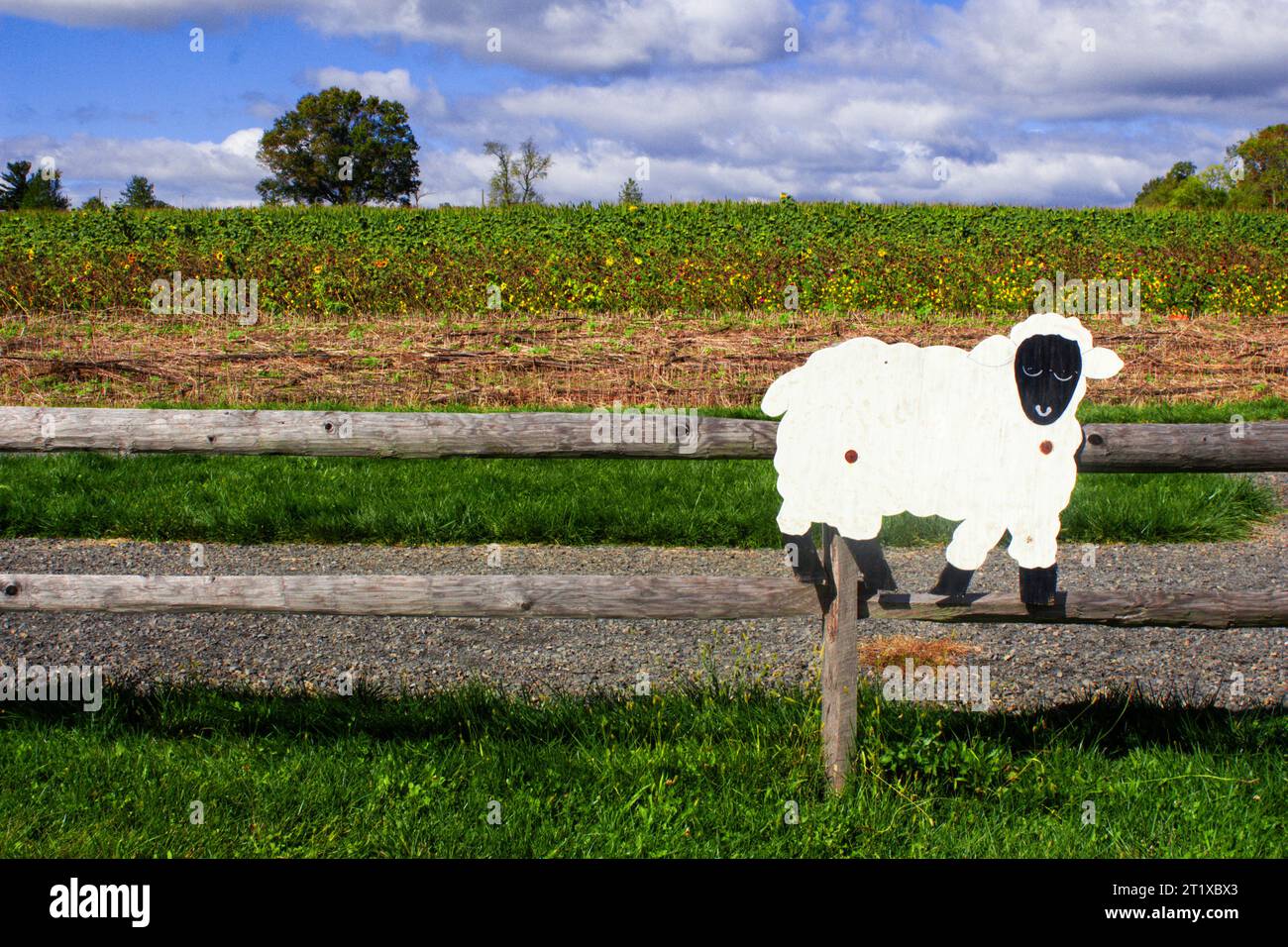 Wooden sheep shape in the field of sunflowers and wooden fence Stock ...