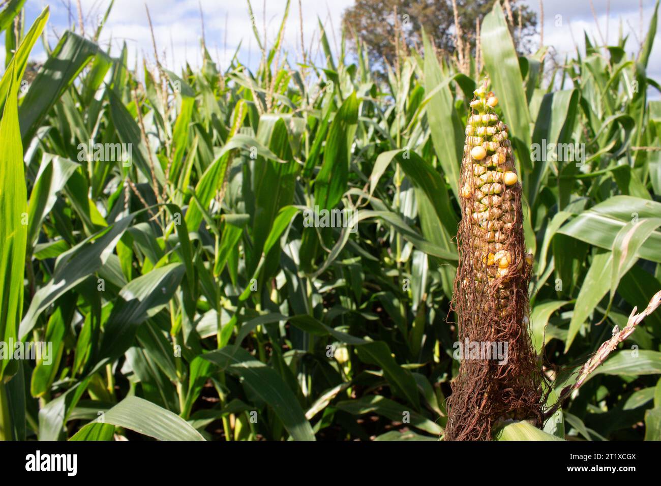 Harvest ready corn cob hi-res stock photography and images - Alamy