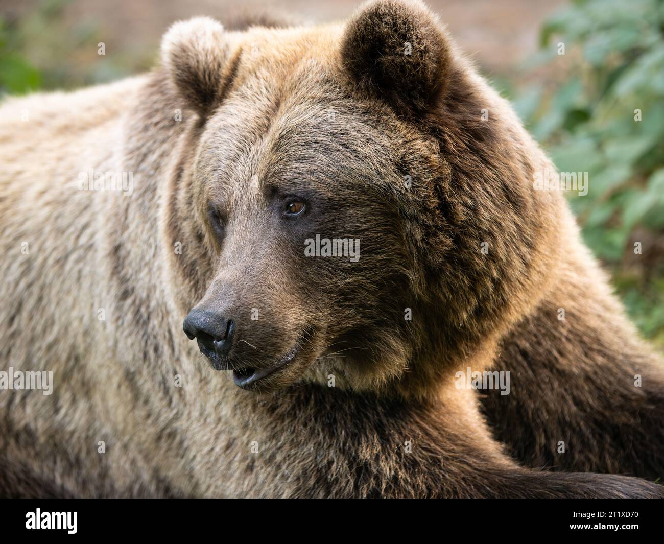 Female brown bear with beautiful soft fur looking to the left. Close up ...