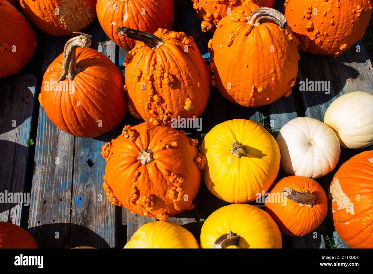 Display miniature pumpkins hi-res stock photography and images - Alamy