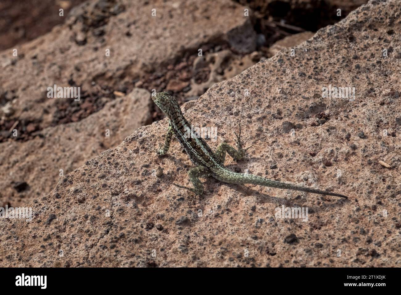 small green and black lizard on some reddish rocks, in the Galapagos ...