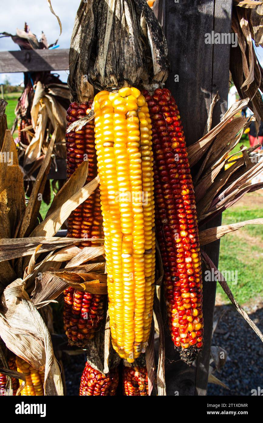 Dried corn on the cob in the farm. Organic food Stock Photo - Alamy