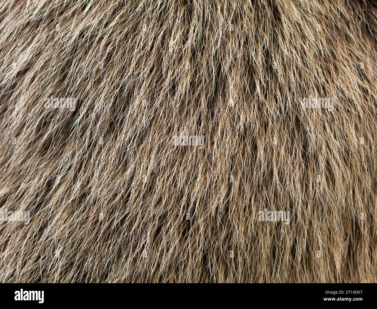 Bear fur texture in a close up. The hair of a Ursus arctos animal is ...