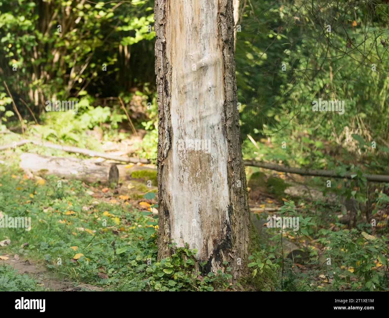 Scratches animal hi-res stock photography and images - Alamy