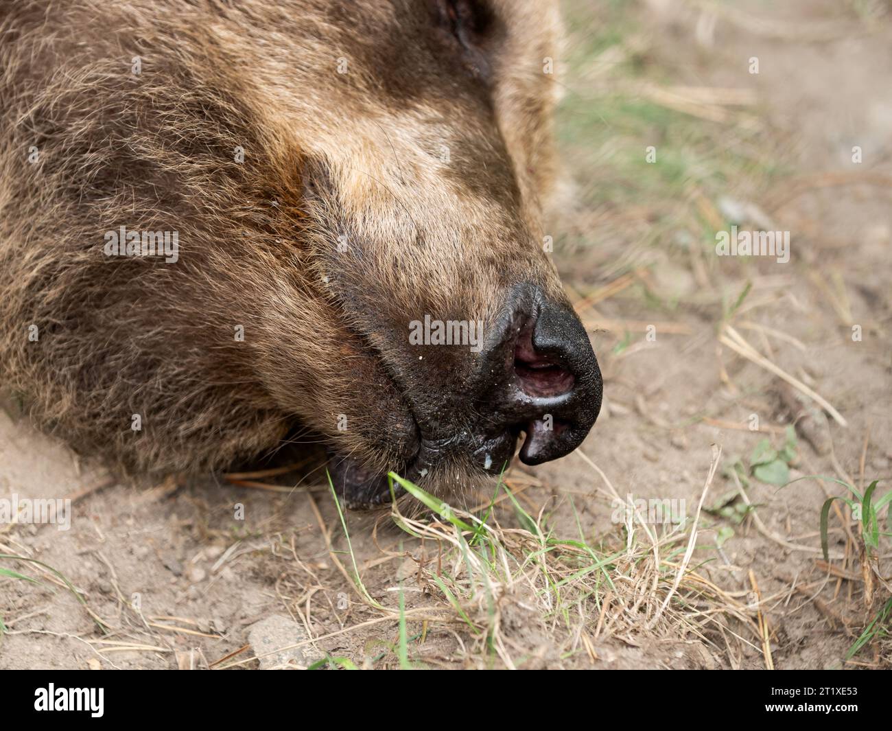 Bear nose close up while the wild animal is sleeping. Closed mouth of ...