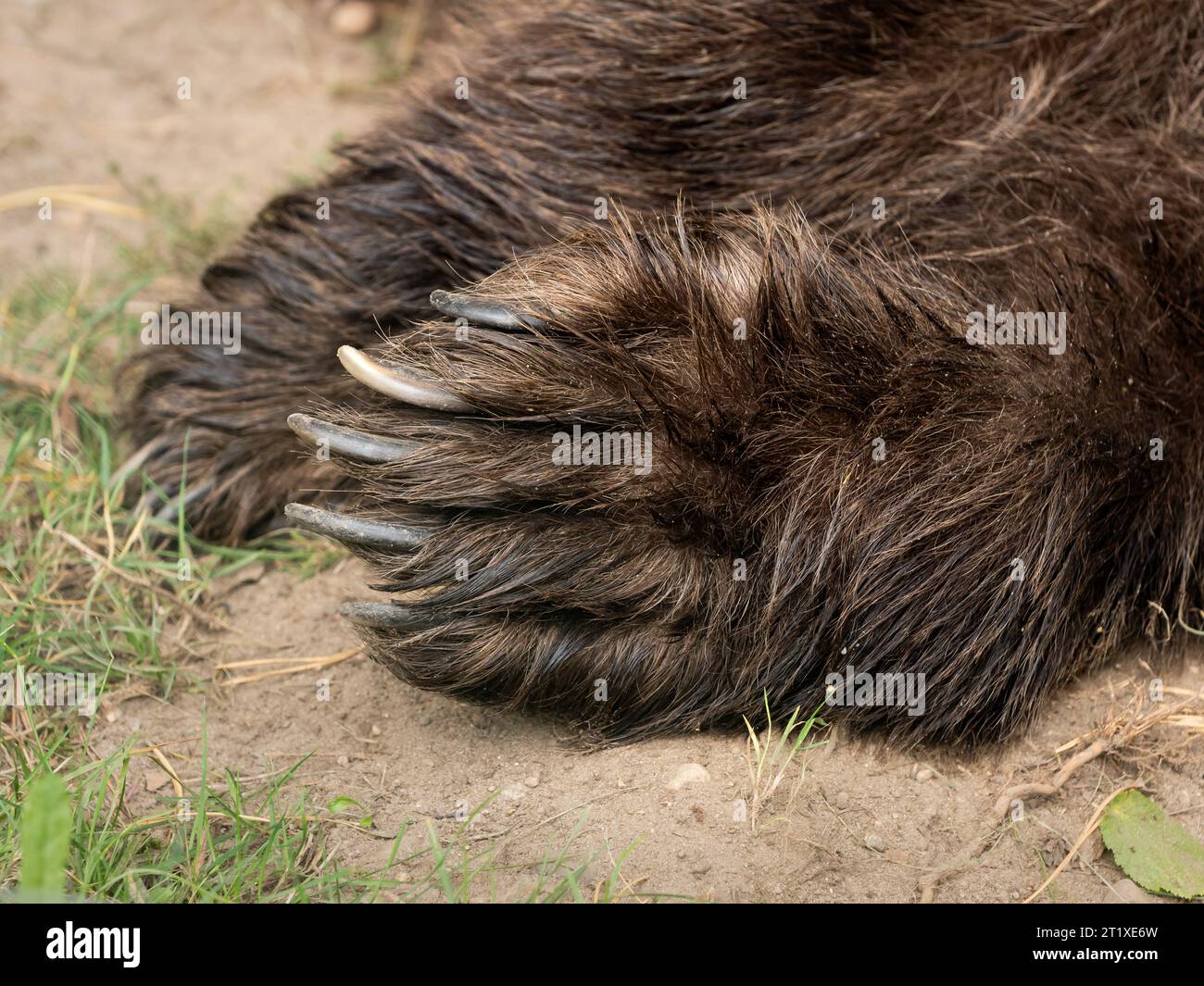 Paw with claws of a brown bear lying on the ground. Upper side of the ...