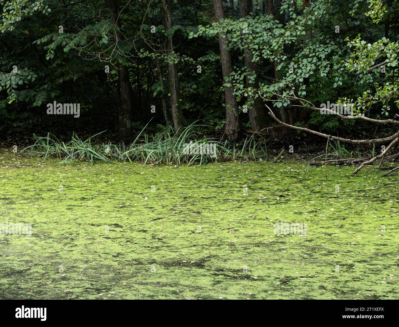 Duckweed pond in front of a dark forest. The plants on the calm water ...