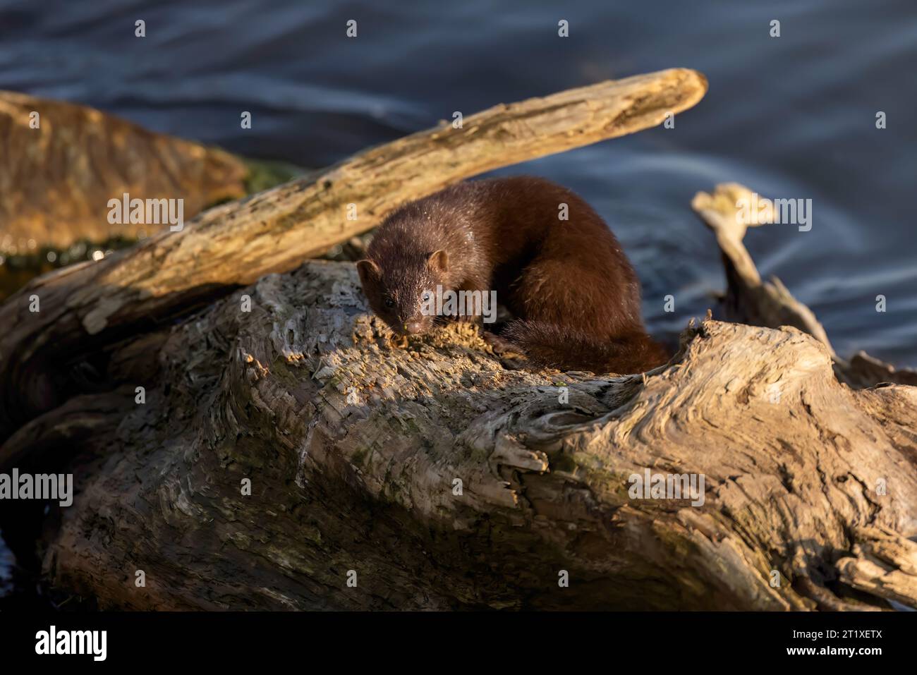 American mink (Neovison vison) on the hunt on the lake Michigan Stock ...